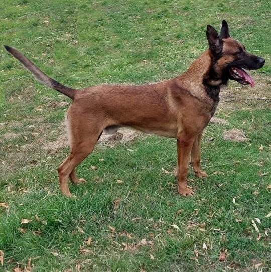 Upcoming Litters - Takedown Protection